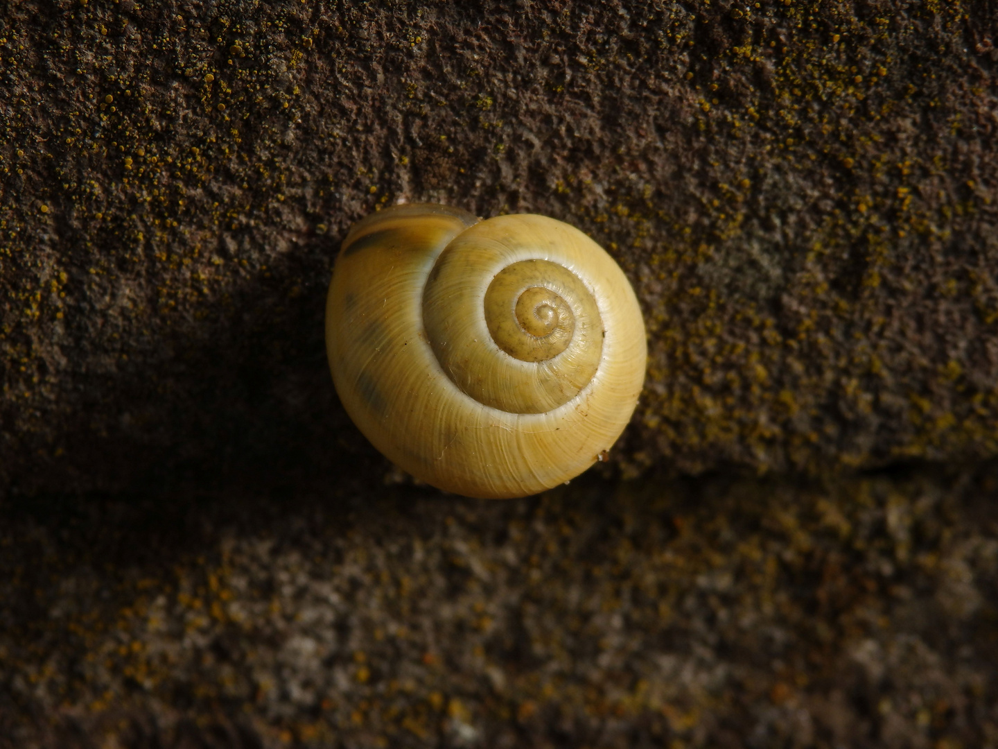 Bänderschnecke (Cepaea sp.) in einem Brunnen ... Foto & Bild | natur ...