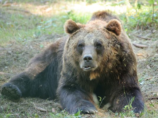 Bären Bilder & Fotos