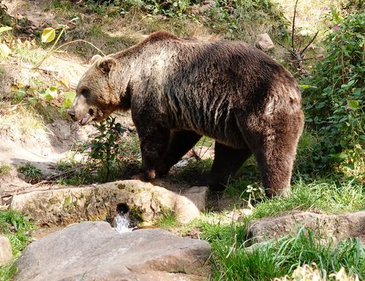 Tiere, Tierbilder, Tierfotografie