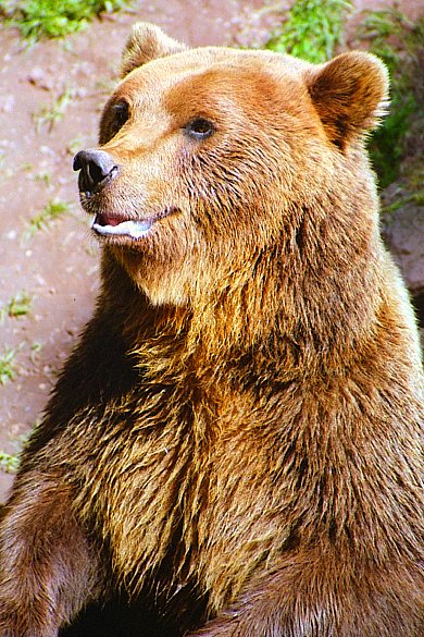 Bär Foto & Bild | tiere, natur Bilder auf fotocommunity