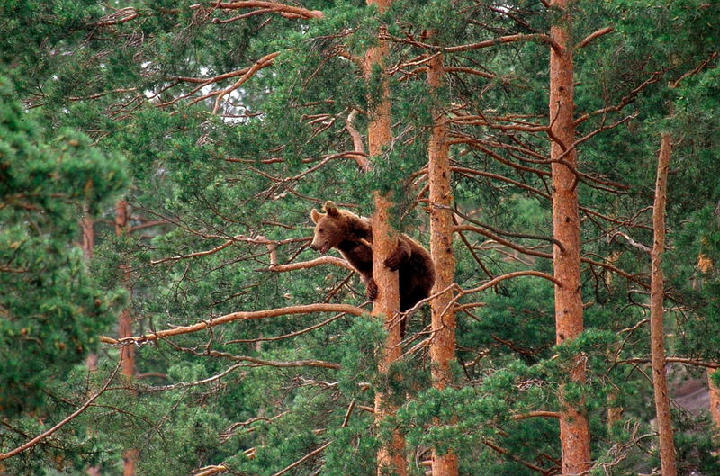 Bär im Baum 2 Foto & Bild | tiere, wildlife, säugetiere Bilder auf ...