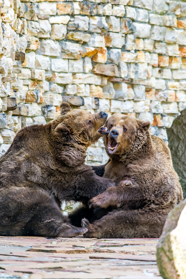 Bären-3 Foto & Bild | wilde tiere, natur, zoo Bilder auf fotocommunity