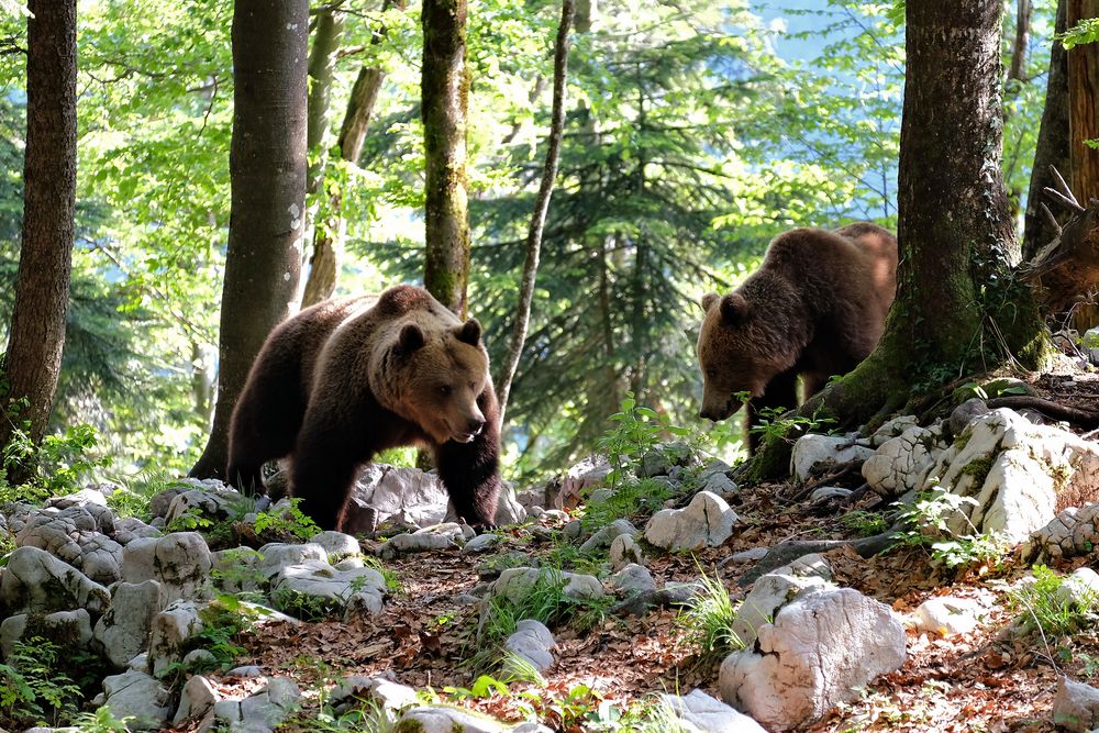 Bären Foto & Bild | world, wald, natur Bilder auf fotocommunity