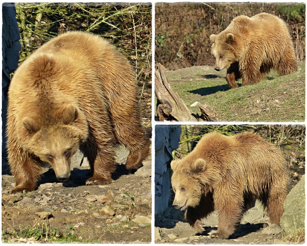 Bären Foto & Bild | tiere, zoo, wildpark & falknerei, säugetiere Bilder ...