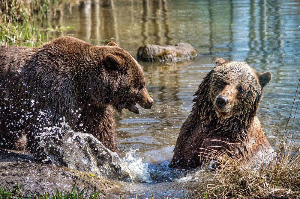 Bären Foto & Bild | tiere, wildlife, fotos Bilder auf fotocommunity