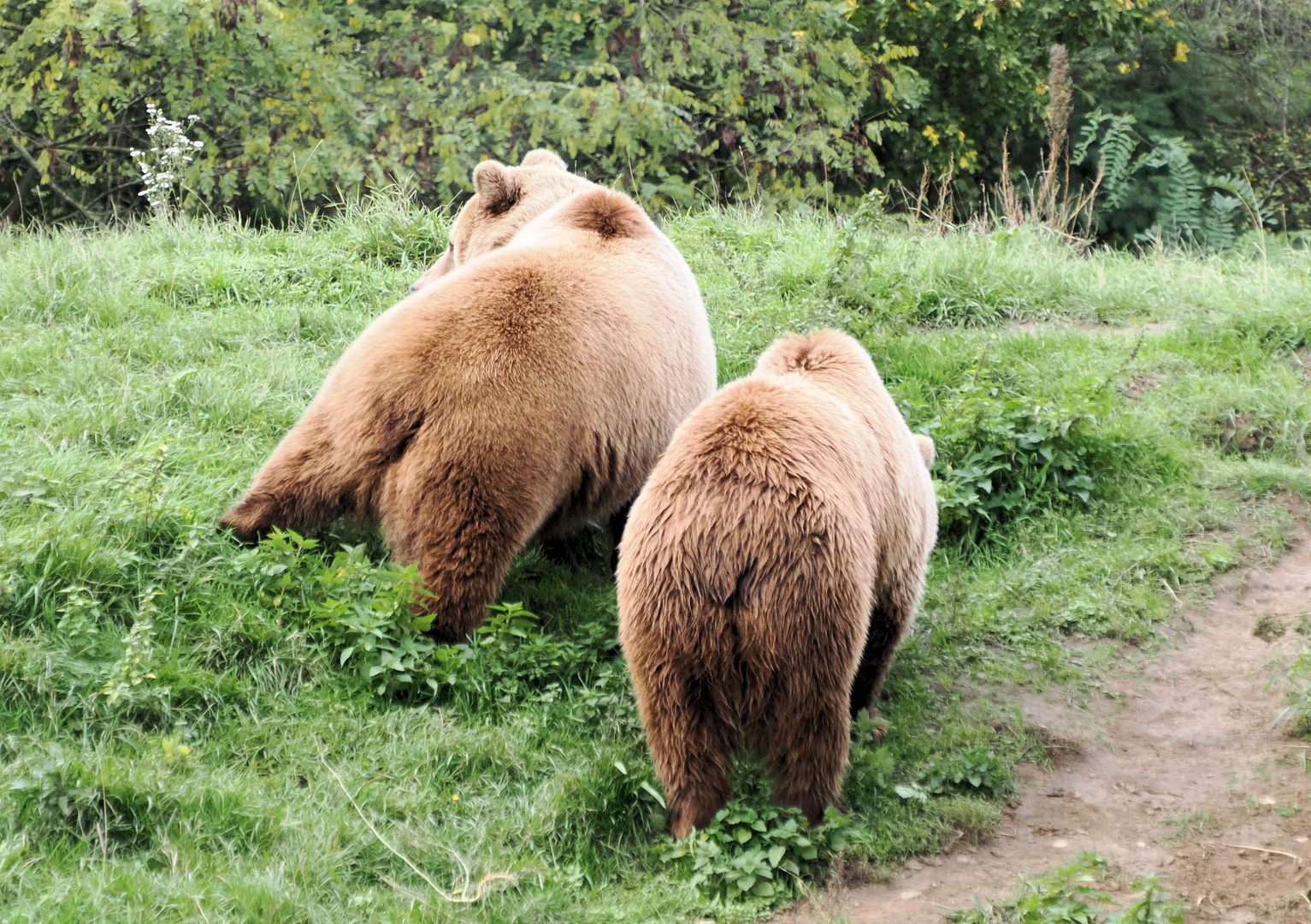 Bären Popos… Foto & Bild | fotos, natur, zoo Bilder auf fotocommunity