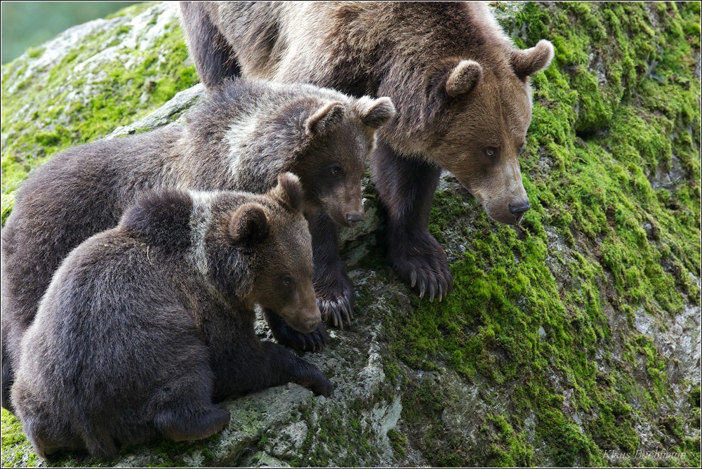 Bärenfamilie Foto & Bild | tiere, zoo, wildpark & falknerei, säugetiere ...