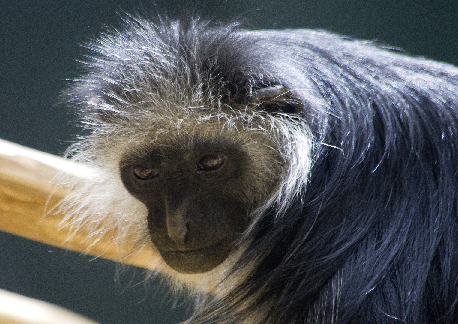 Bärenstummelaffe Foto & Bild | tiere, zoo, wildpark & falknerei ...