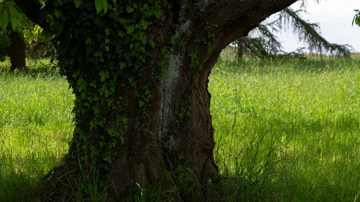 Rückkehr der Natur Bilder & Fotos