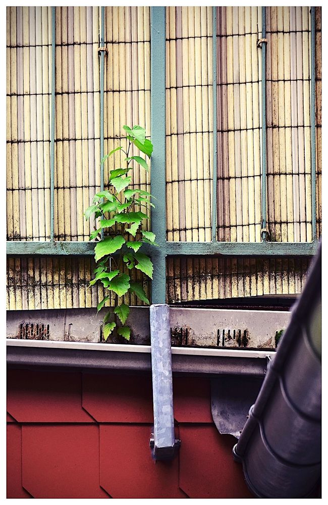 Bäumchen in der Regenrinne Foto & Bild | architektur, pflanzen, pilze ...