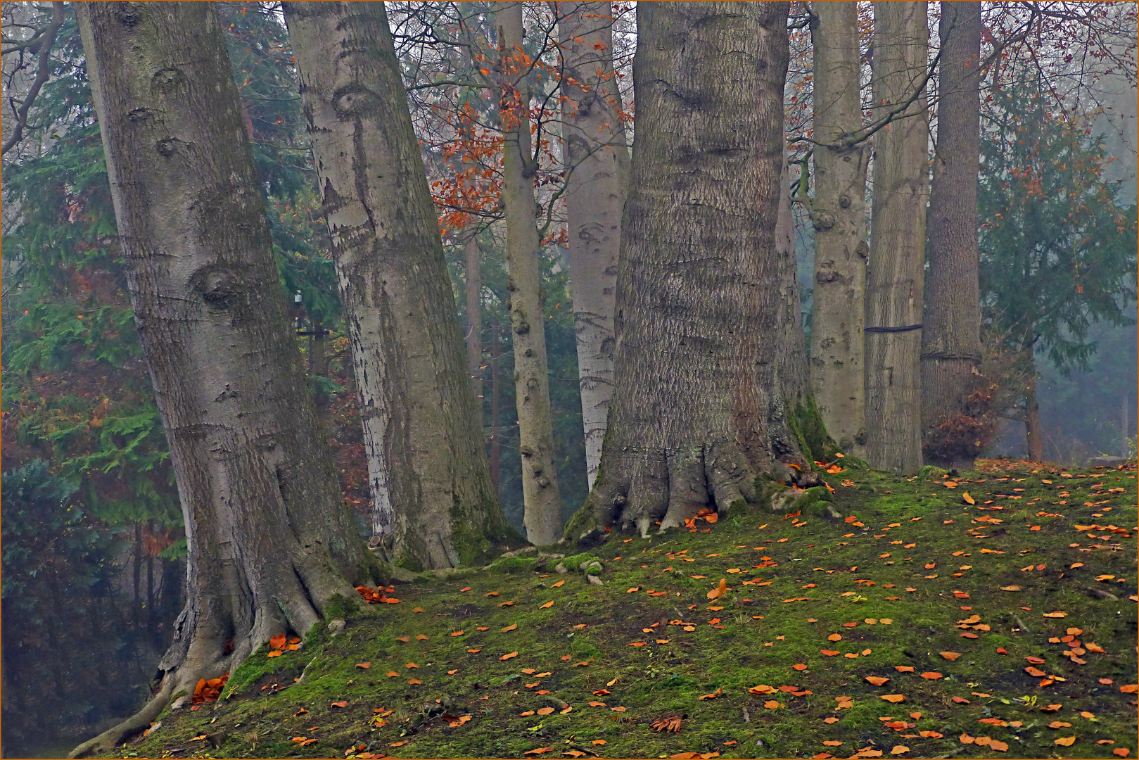 Bäume...... Foto & Bild | natur Bilder auf fotocommunity