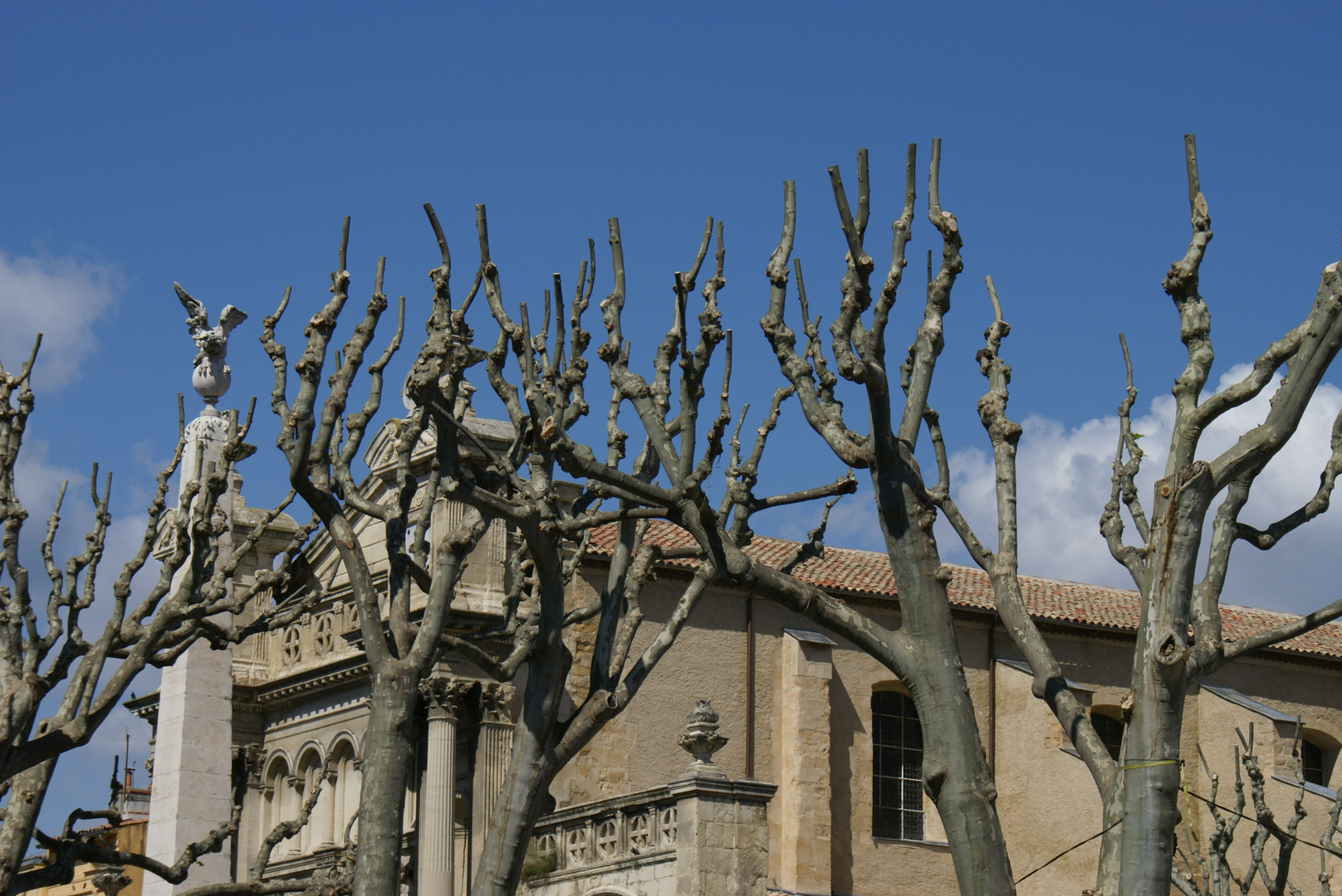 Bäume Foto & Bild | europe, france, provence-alpes-côte d'azur Bilder ...