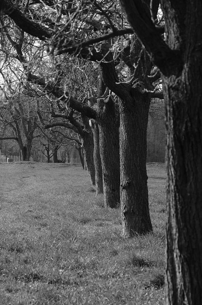 Bäume Foto & Bild | monochrom, bearbeitungs - techniken, digiart Bilder auf fotocommunity