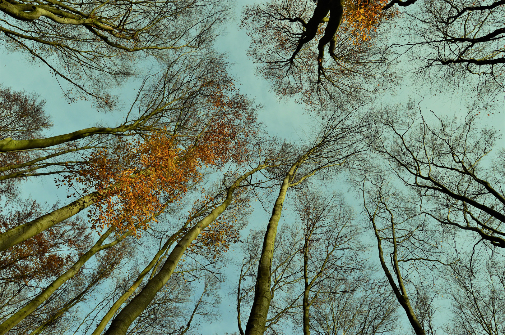 Bäume- Foto & Bild | natur Bilder auf fotocommunity