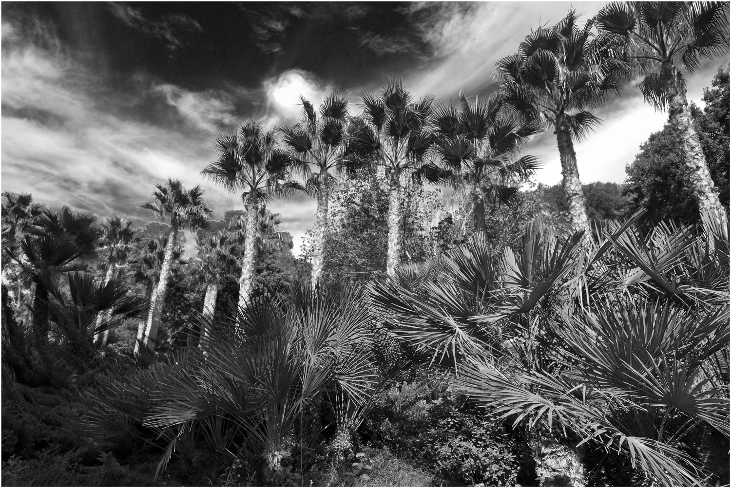 Bäume (2) Foto & Bild | natur, landschaft, b & w Bilder auf fotocommunity