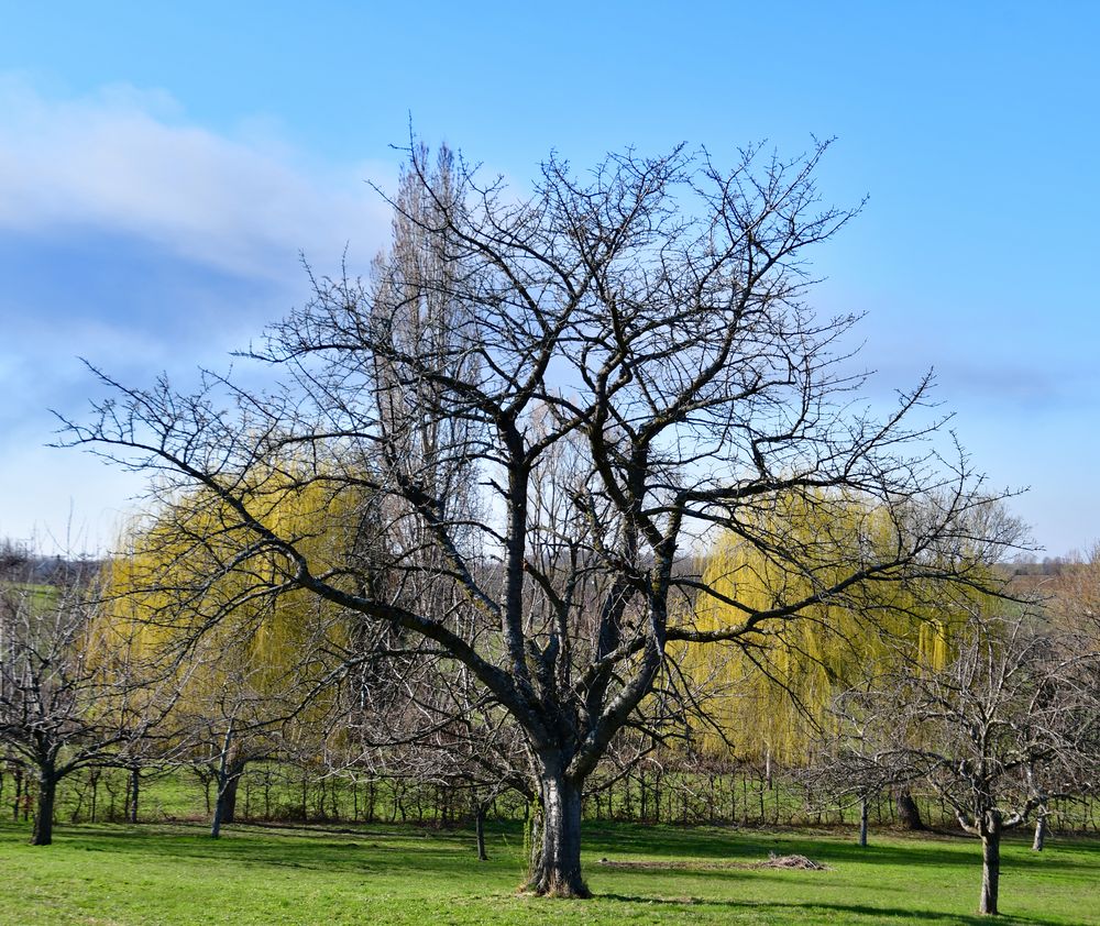 Bäume Foto & Bild | pflanzen, pilze & flechten, bäume, bäume und ...