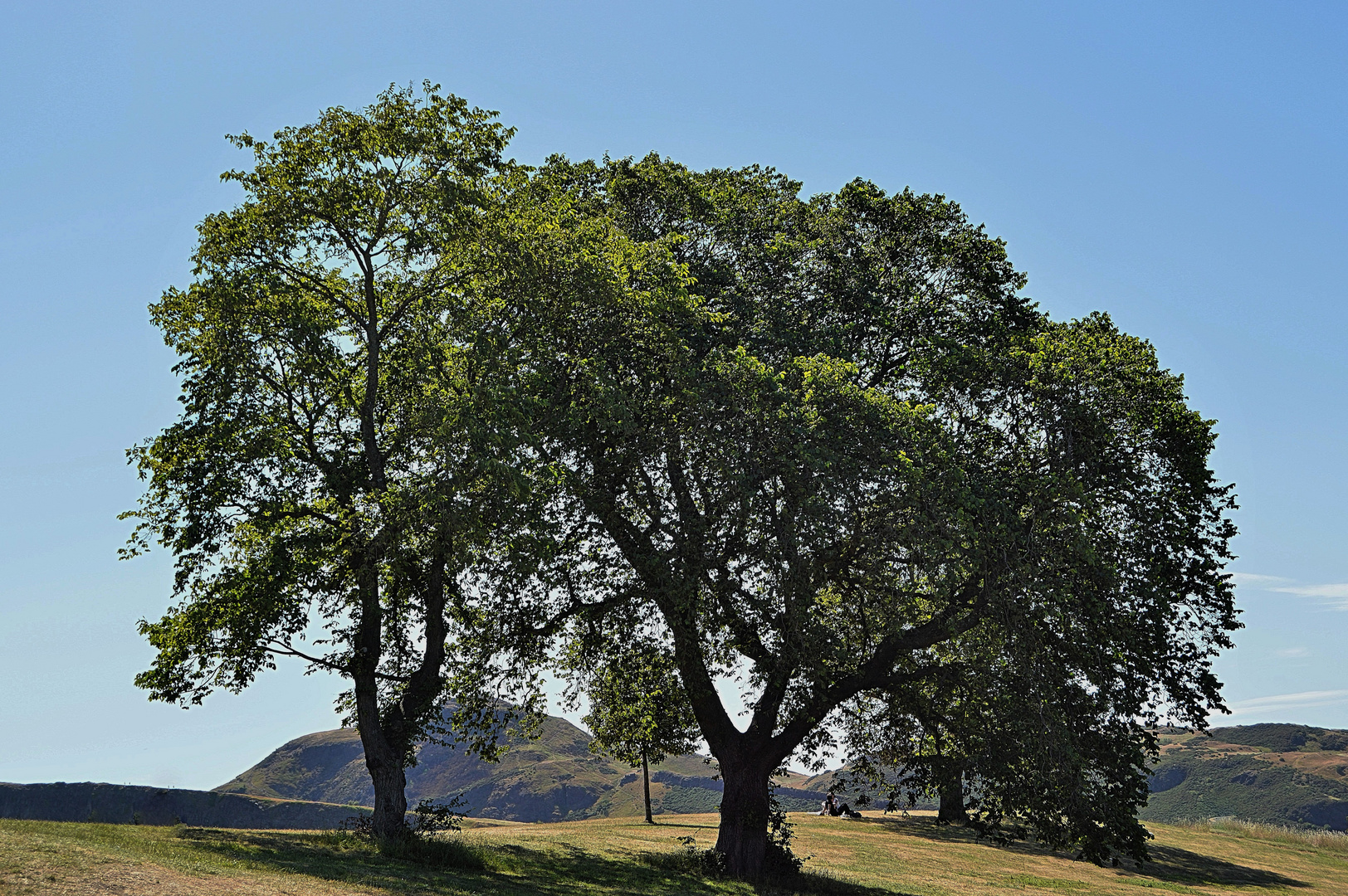 Bäume Foto & Bild | landschaft, landschaften, natur Bilder auf ...