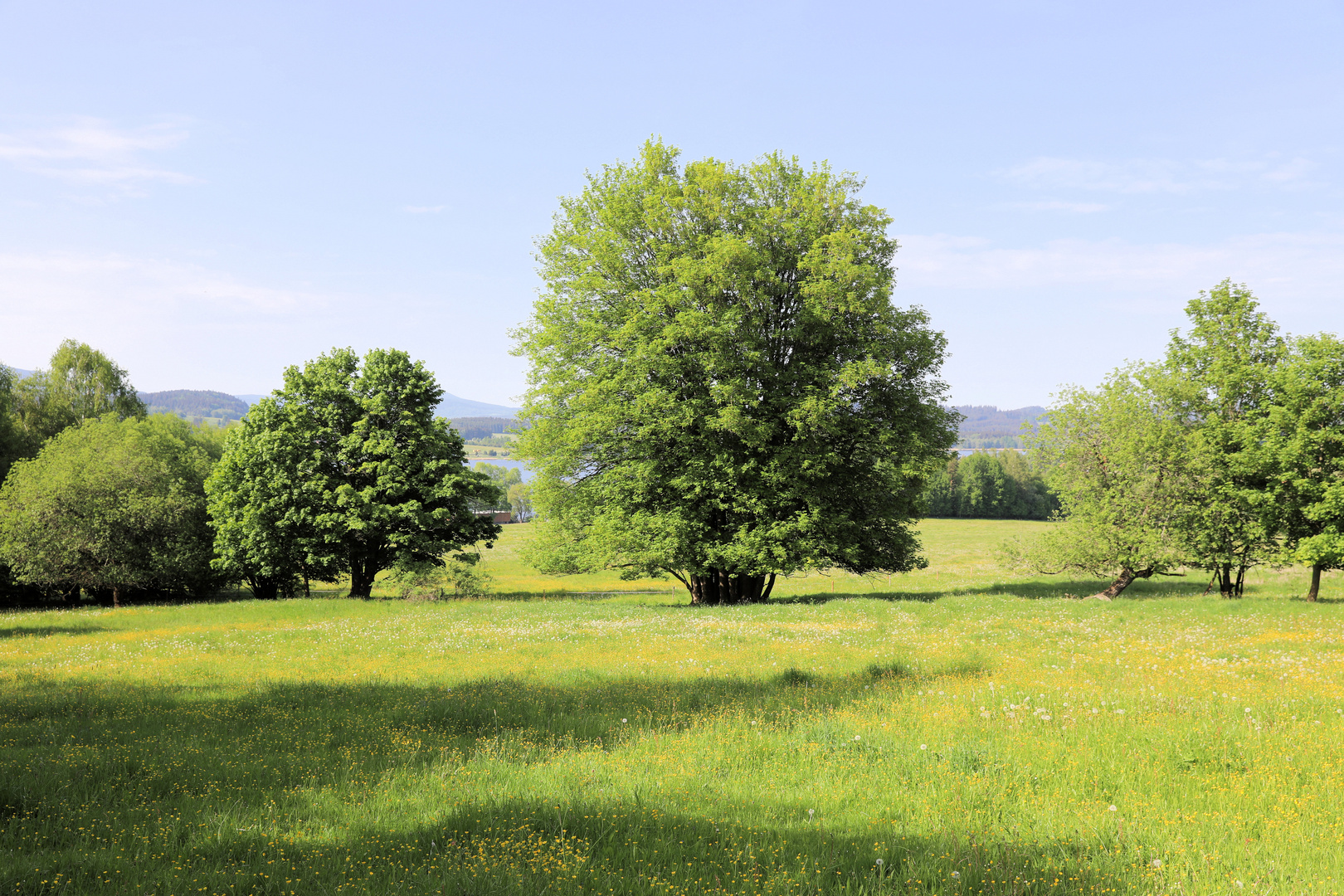 Bäume Foto & Bild | landschaft, lebensräume, baum Bilder auf fotocommunity