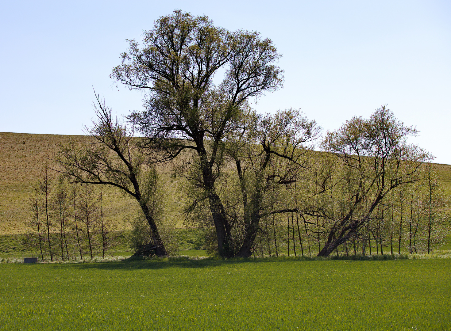 Bäume Foto & Bild | fotos, outdoor, natur Bilder auf fotocommunity