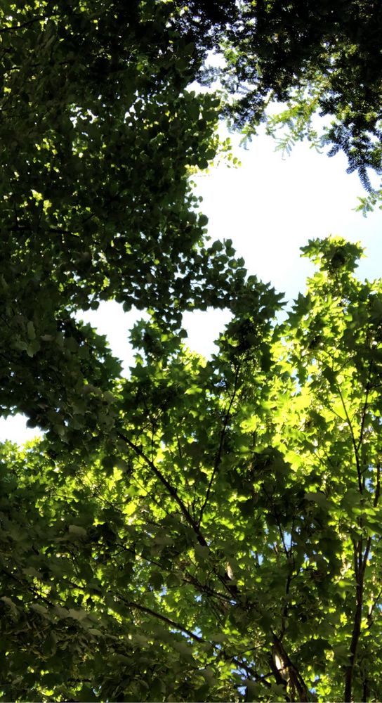 Bäume Foto & Bild | fotos, himmel, natur Bilder auf fotocommunity