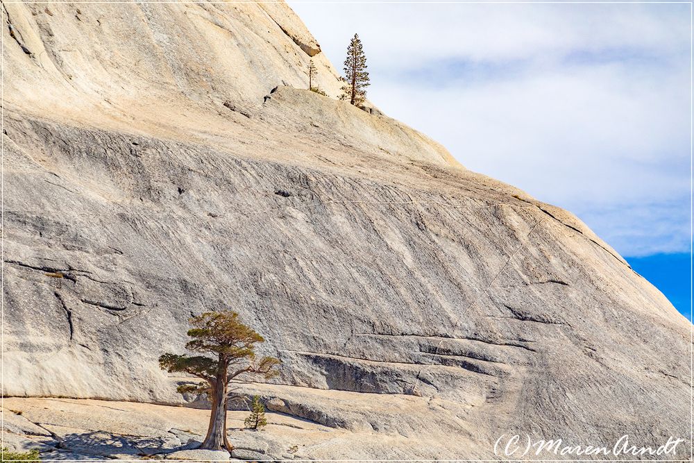 Bäume Foto & Bild | north america, united states, national parks Bilder ...