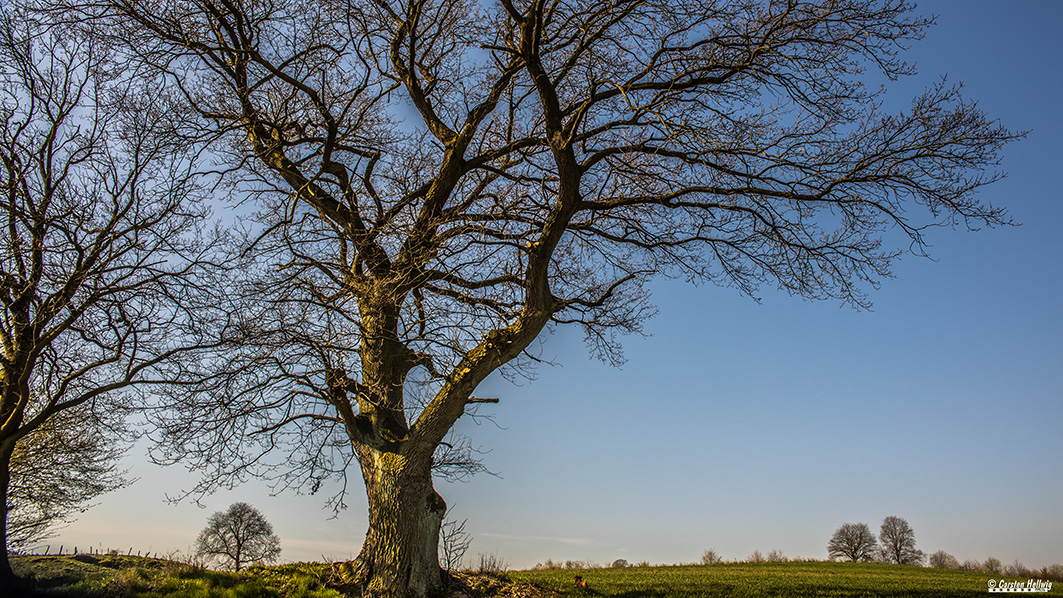 Bäume Foto & Bild | landschaft, lebensräume, art Bilder auf fotocommunity