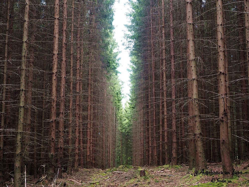 Bäume, Bäume .... Foto & Bild | bäume, natur, pflanzen Bilder auf ...