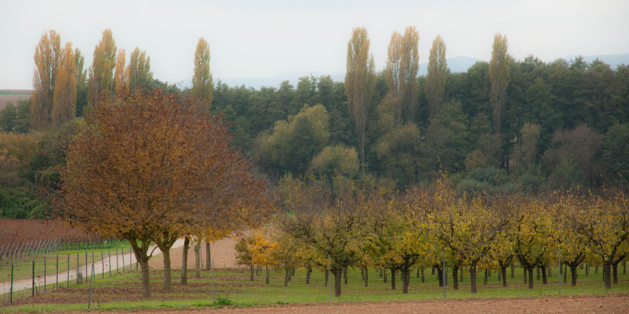 bäume bäume bäume Foto & Bild | landschaft, natur Bilder auf fotocommunity
