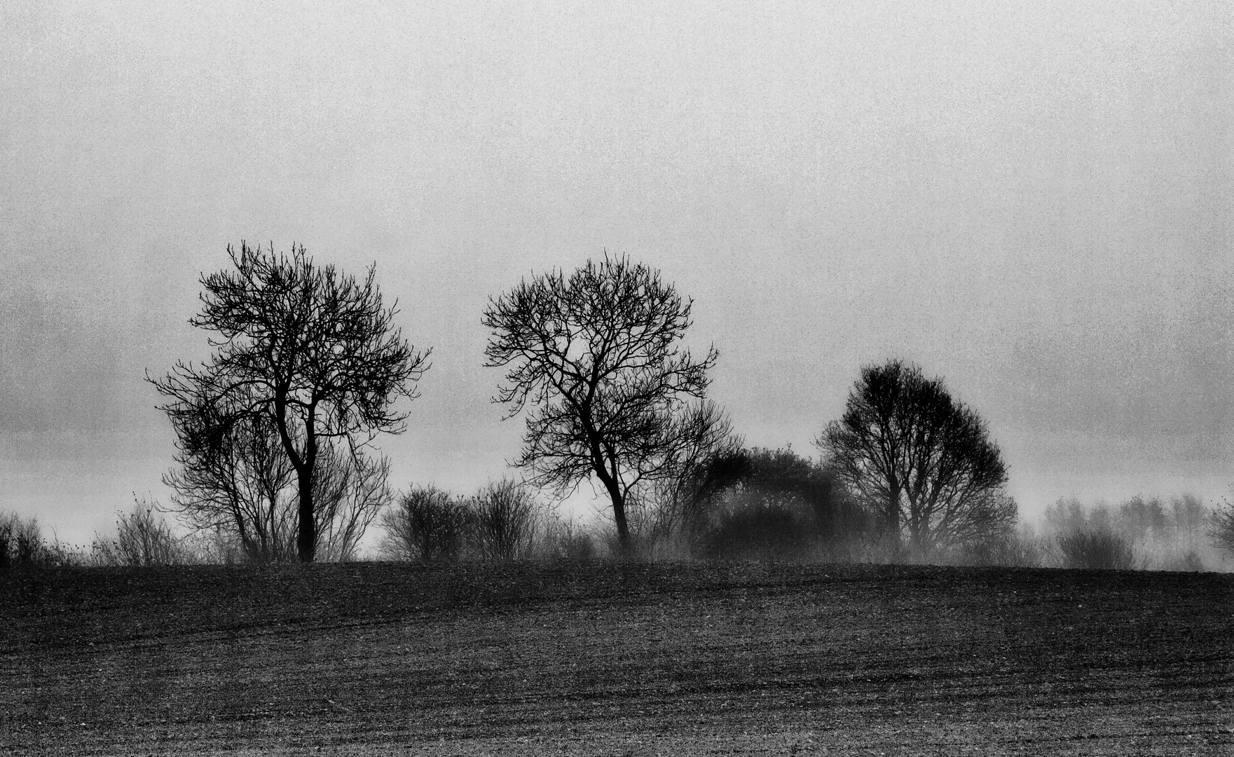 bäume ... Foto & Bild | fotokunst, monochrome fine art, landschaft ...