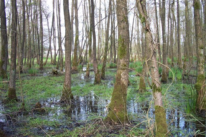 Bäume im Sumpf Foto & Bild | landschaft, moor, natur Bilder auf ...