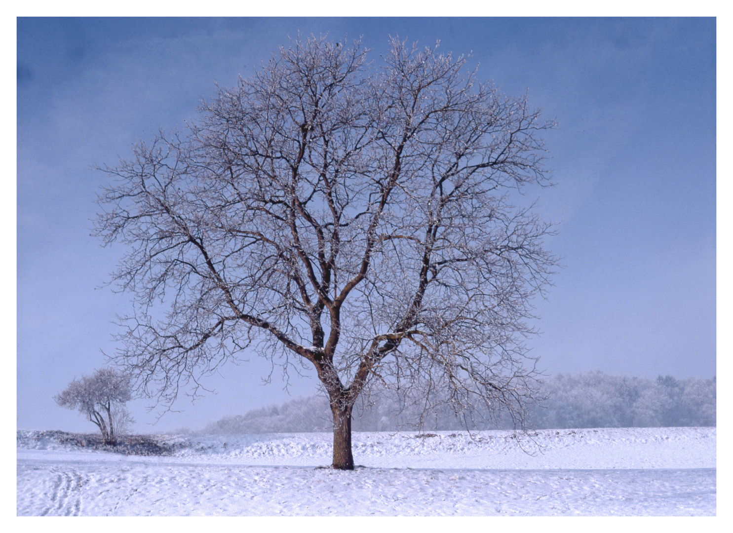 Bäume im Winter Foto & Bild | landschaft, bäume, natur Bilder auf ...