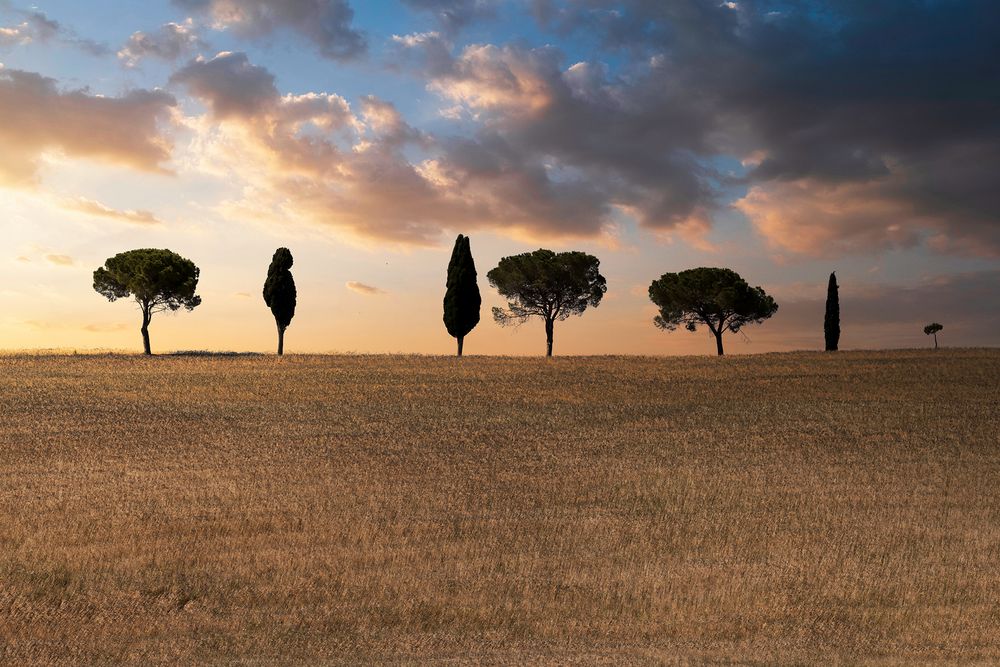 Bäume von Torrenieri Foto & Bild | europe, italy, vatican city, s ...