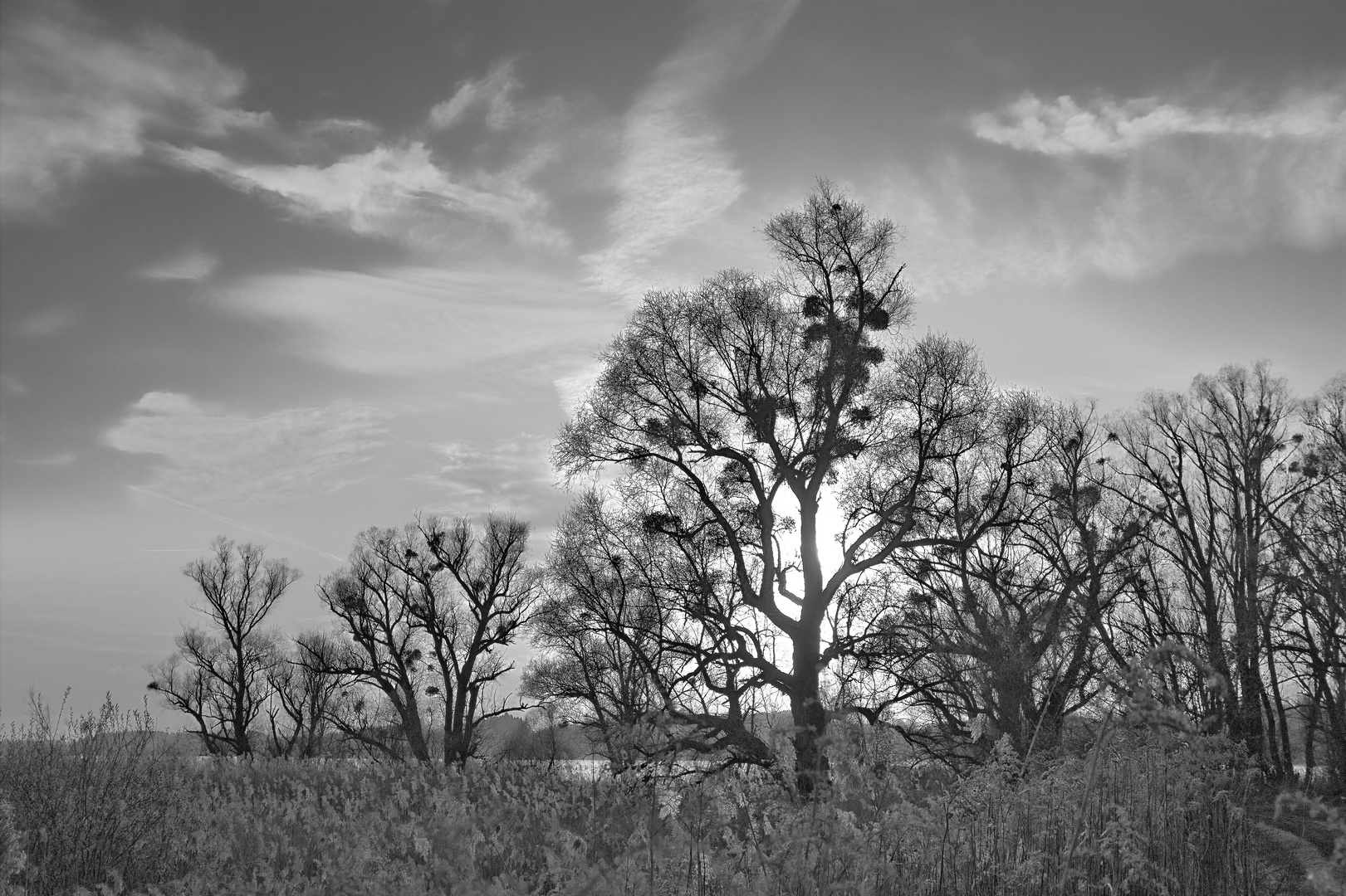 baeume_02 Foto & Bild | landschaft, lebensräume, schwarz/weiss Bilder ...