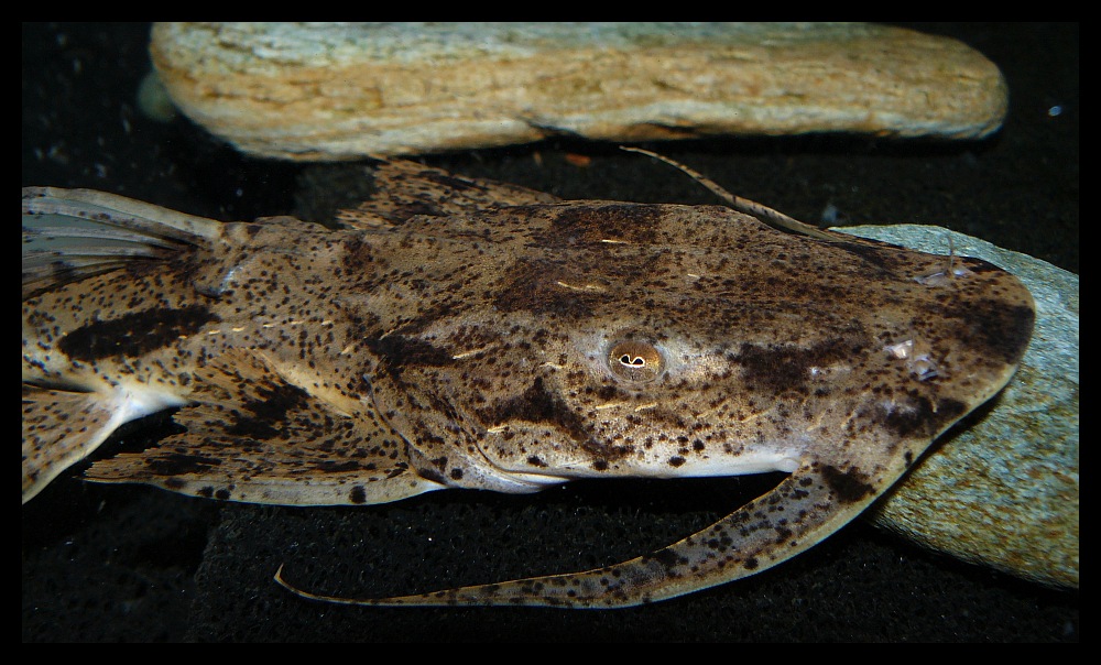 Fun facts about Goonch.