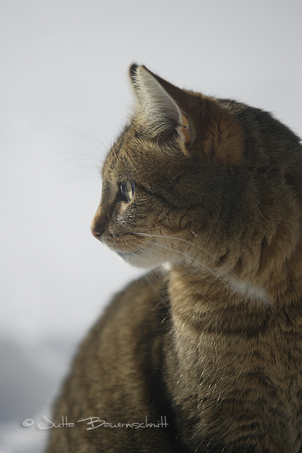 *Baghira* Foto & Bild | tiere, haustiere, katzen Bilder auf fotocommunity