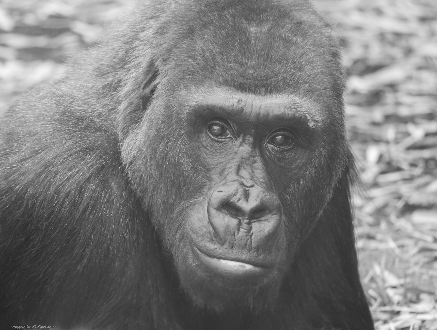 Bagira....... Foto & Bild | tiere, zoo, wildpark & falknerei ...