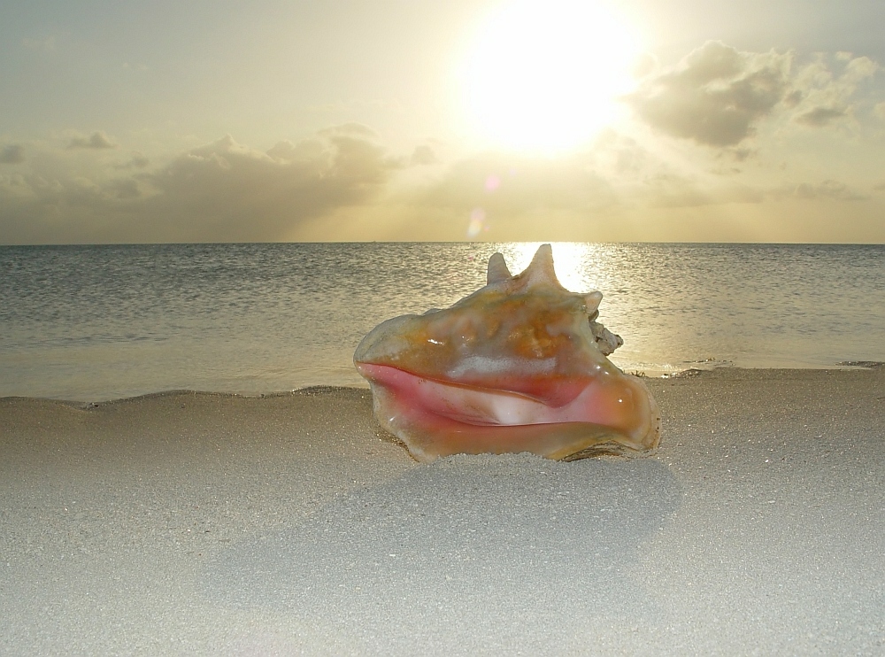 Bahamian Conc Shell Foto & Bild | north america, central america ...