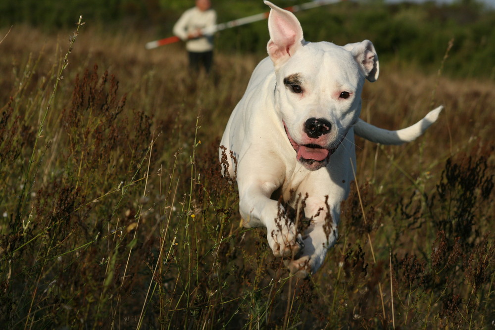 Baïka la doguette photo et image | animaux, animaux domestiques, chiens ...