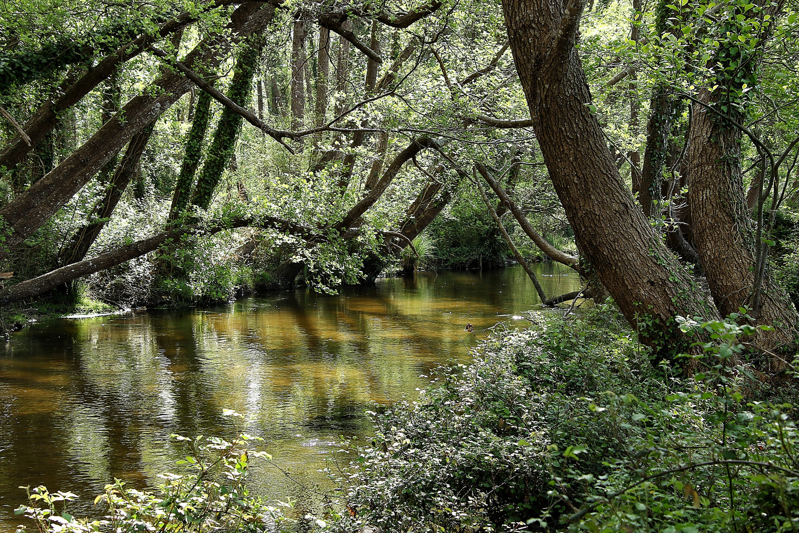 Balade au bord du ruisseau ! photo et image | animations ...