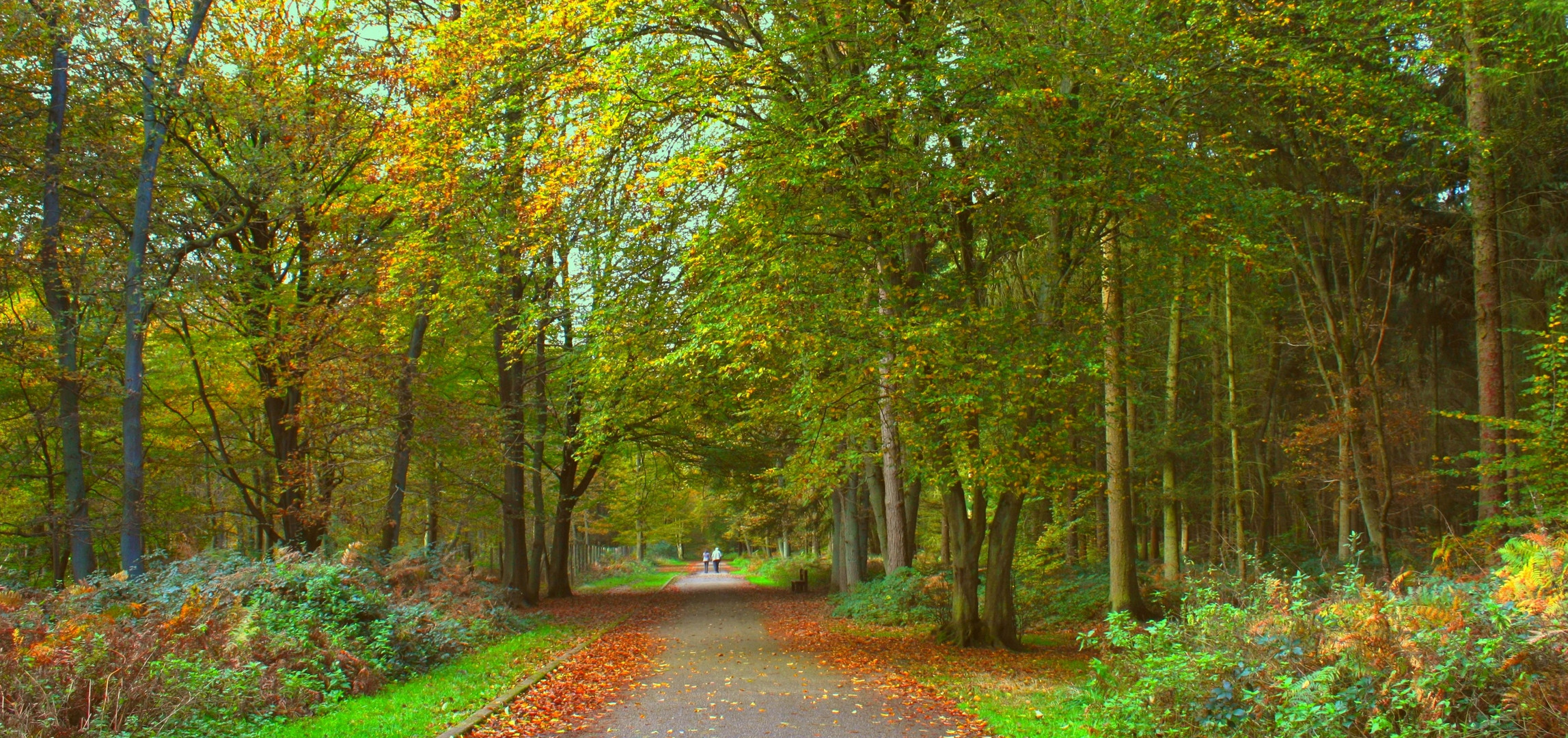 Balade En Forêt Photo Et Image Nature Lautomne Commençait Images