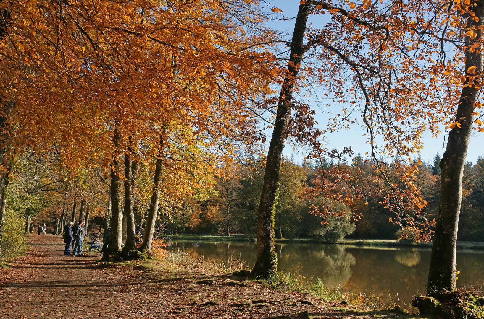 Balade forestière.. photo et image | les saisons, automne, nature ...