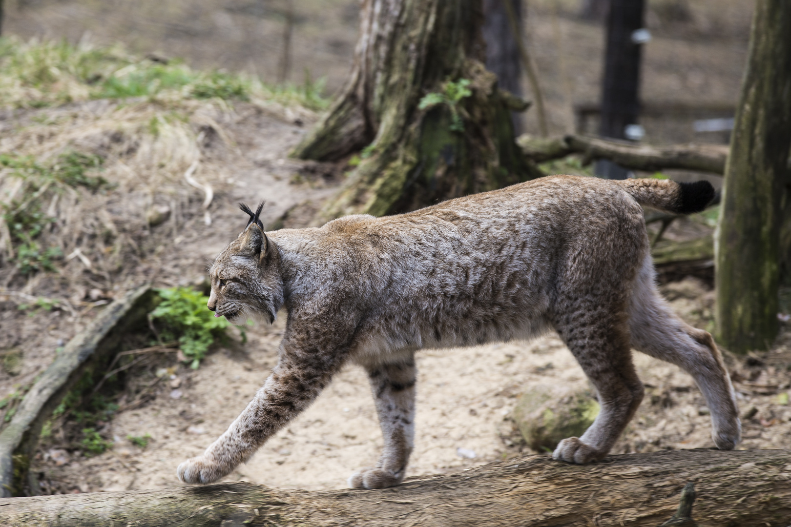 Balanceakt Foto & Bild | tiere, luchs, natur Bilder auf fotocommunity