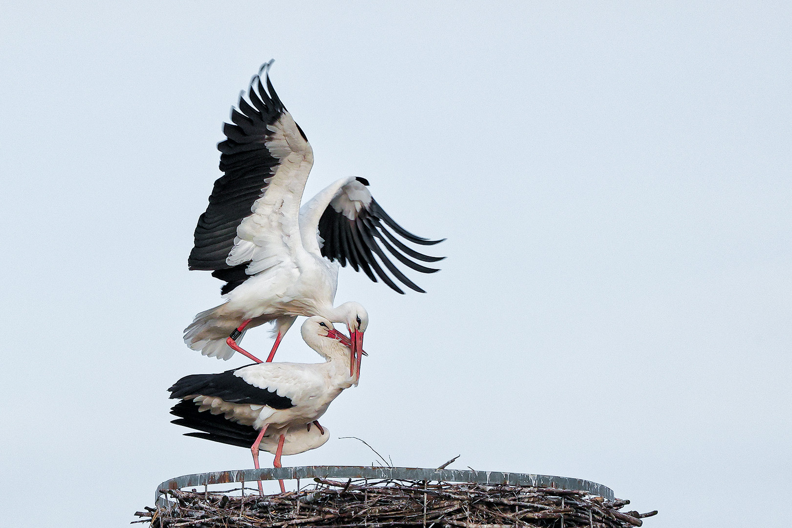 Balanceakt Foto & Bild | fotos, natur, tiere Bilder auf fotocommunity