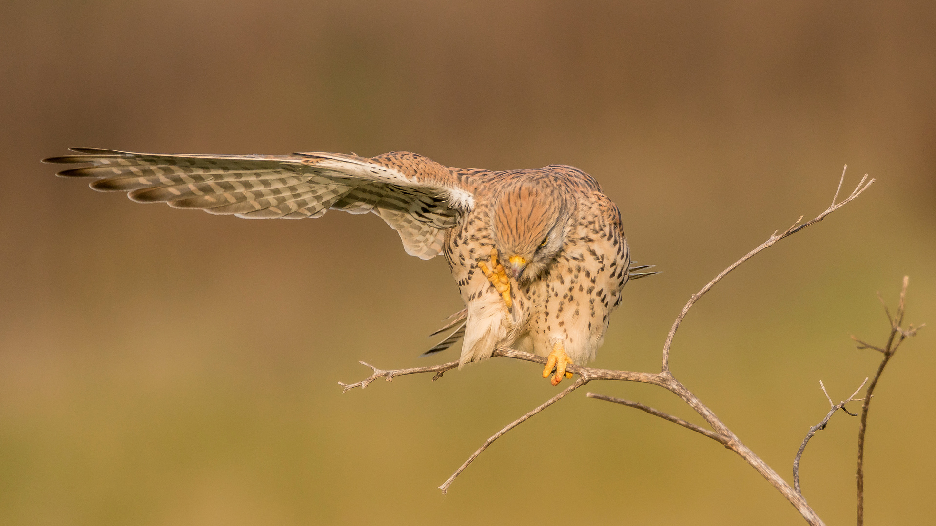 Balanceakt Foto & Bild | tiere, wildlife, wild lebende vögel Bilder auf fotocommunity