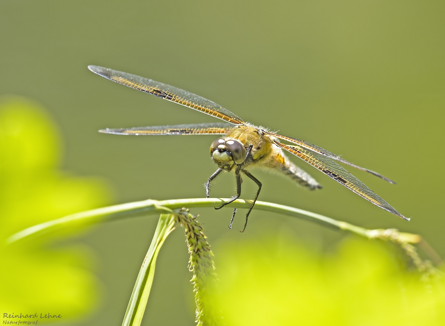 Balanceakt Foto & Bild | makro, frühling, natur Bilder auf fotocommunity