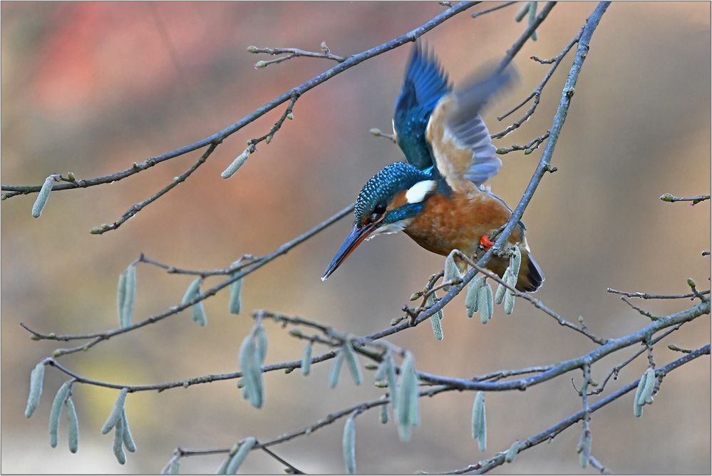 Balanceakt . . . Foto & Bild | natur, alcedo atthis, tiere Bilder auf fotocommunity