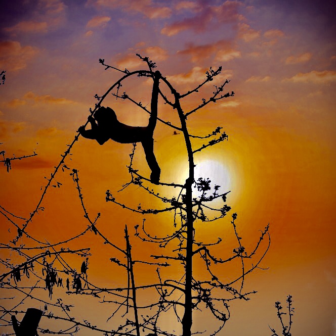 Balanceakt Foto & Bild | natur, wildlife, wild Bilder auf fotocommunity