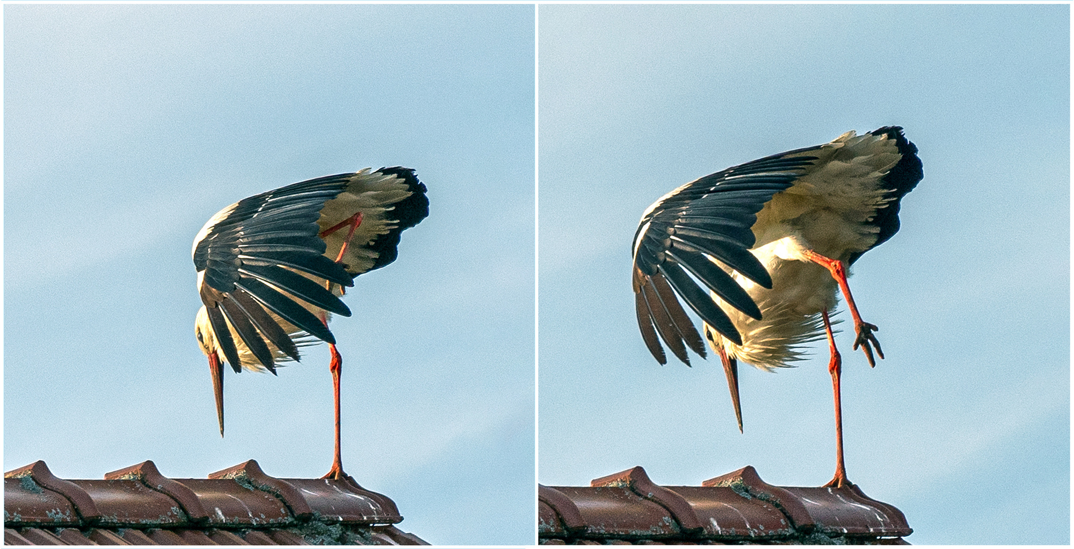 Balanceakt... Foto & Bild | tiere, wildlife, wild lebende vögel Bilder auf fotocommunity