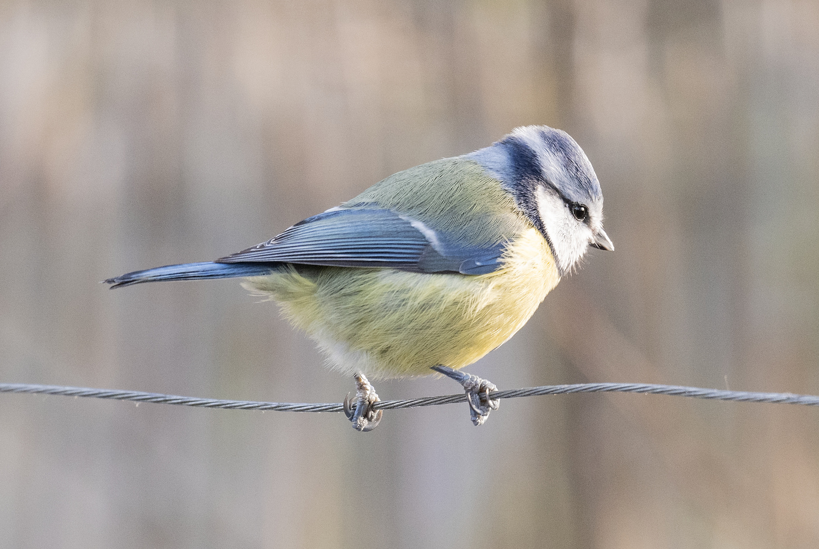 Balanceakt Foto & Bild | tiere, wildlife, wild lebende vögel Bilder auf fotocommunity