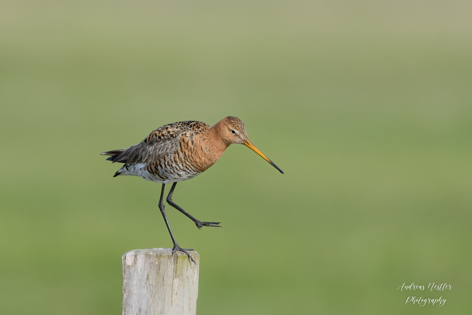 Balanceakt Foto & Bild | spezial, outdoor, natur Bilder auf fotocommunity